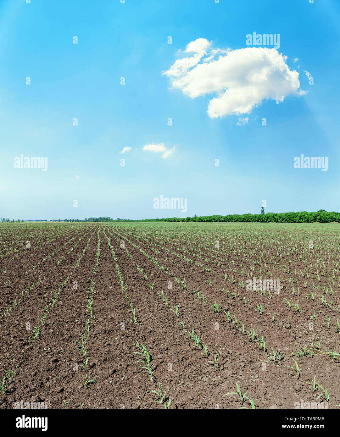 spring field with little shots of maize and white cloud in blue sky ...