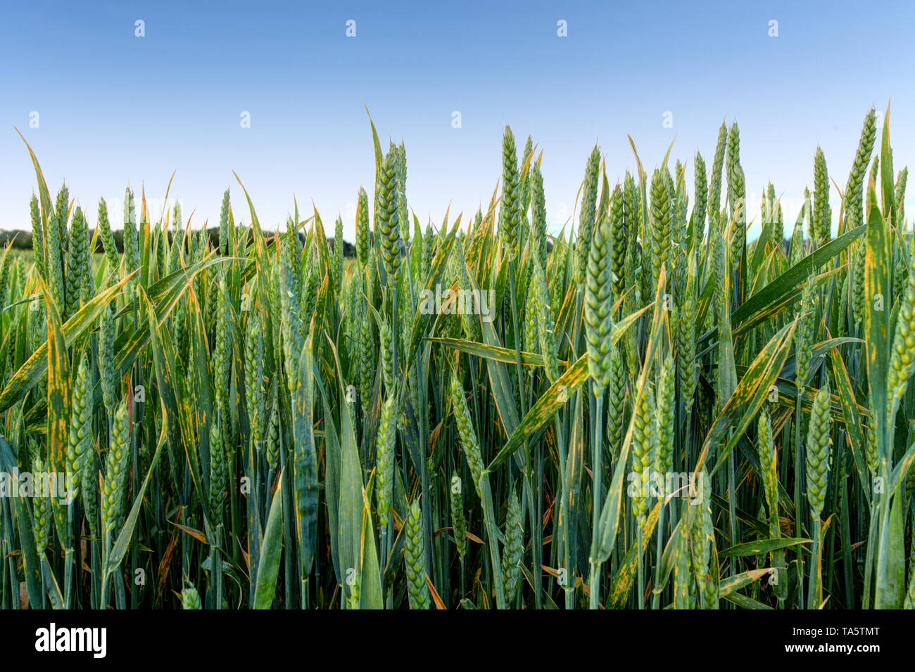 Wheat field sky nature plant agriculture hi-res stock photography and ...