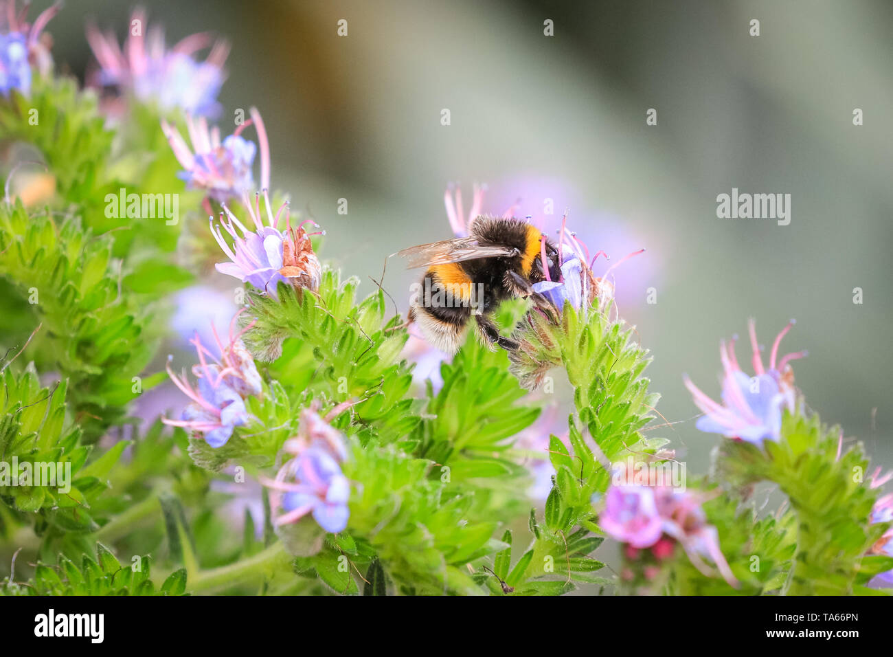 Fluffy bumblebee (bombus), as well as the first few honey bees, are ...