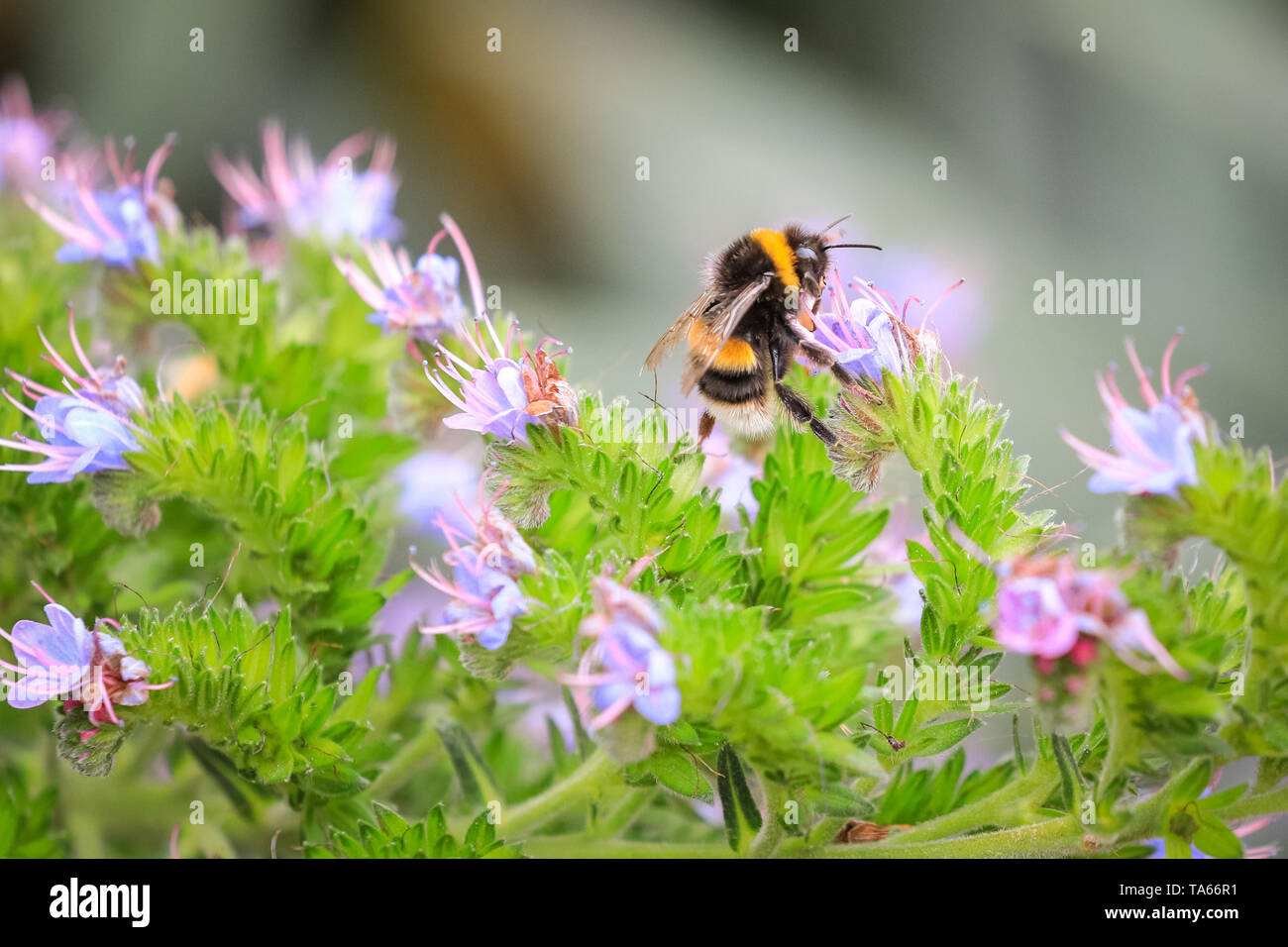 Fluffy bumblebee hi-res stock photography and images - Alamy