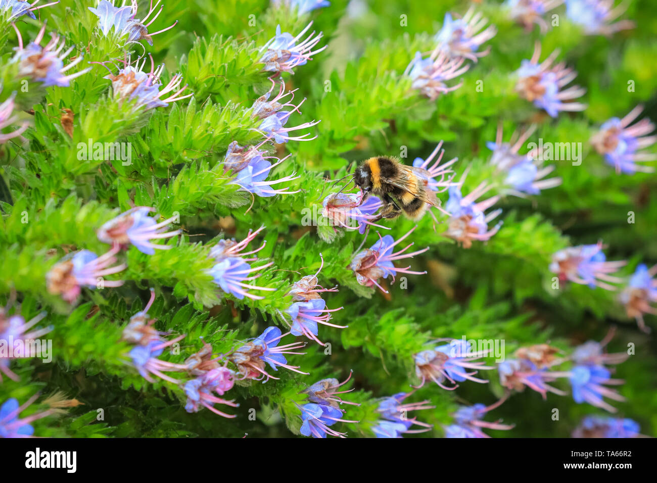 Fluffy bumblebee (bombus), as well as the first few honey bees, are ...