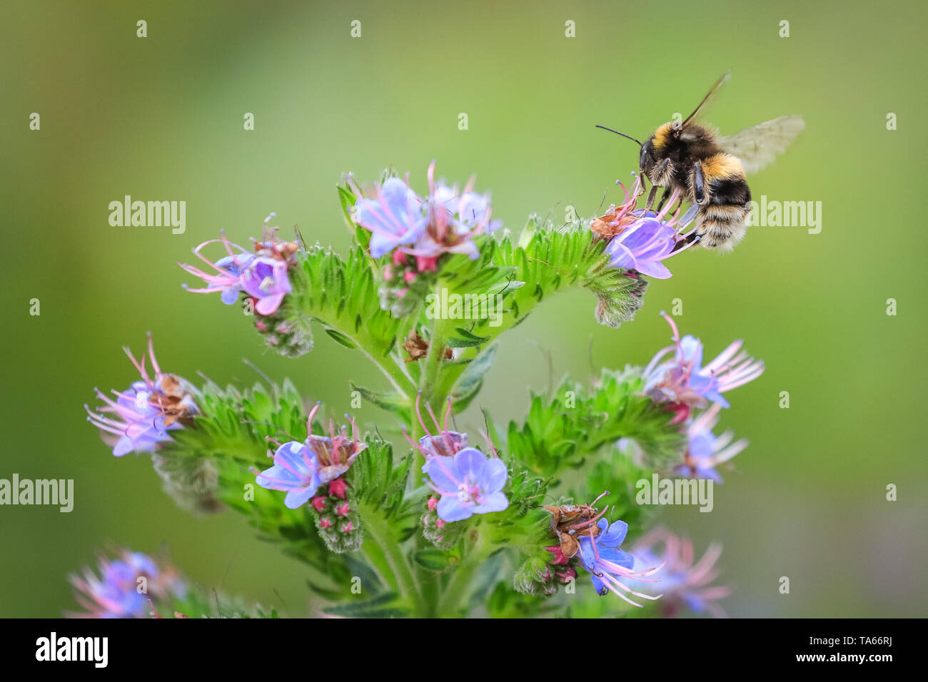 Fluffy bumblebee (bombus), as well as the first few honey bees, are ...