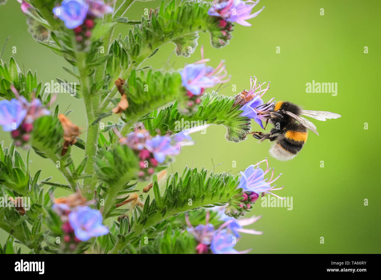 Fluffy bumblebee (bombus), as well as the first few honey bees, are ...