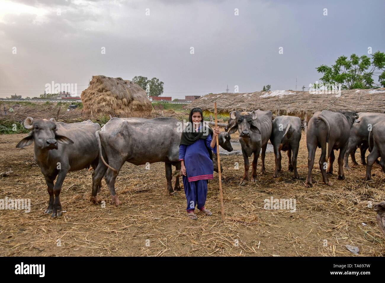 Standing boy on buffalo asia hi-res stock photography and images - Alamy
