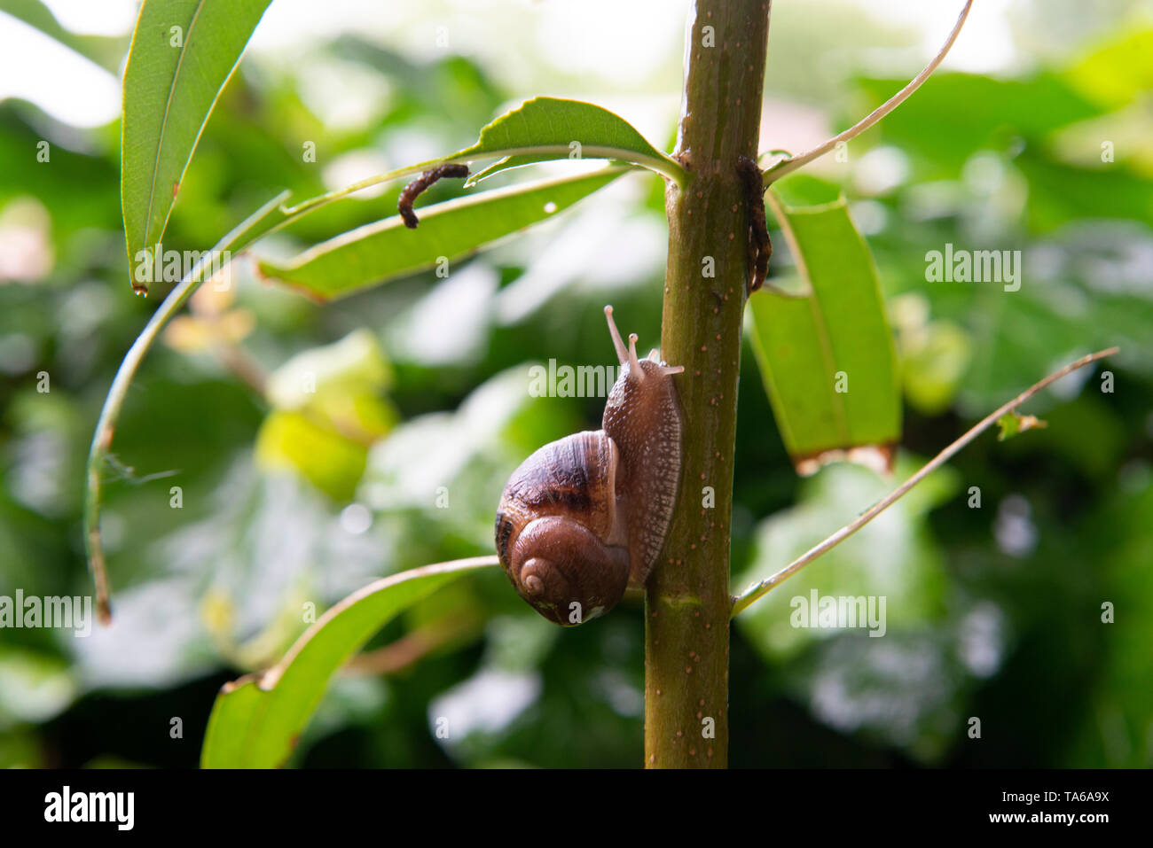 Snail a mollusk with a single spiral shell into which the whole body ...