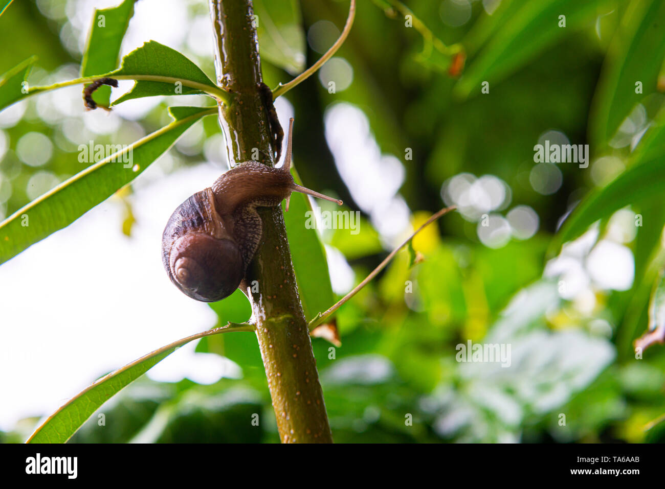Snail mollusk with a single spiral shell into which the whole body can ...