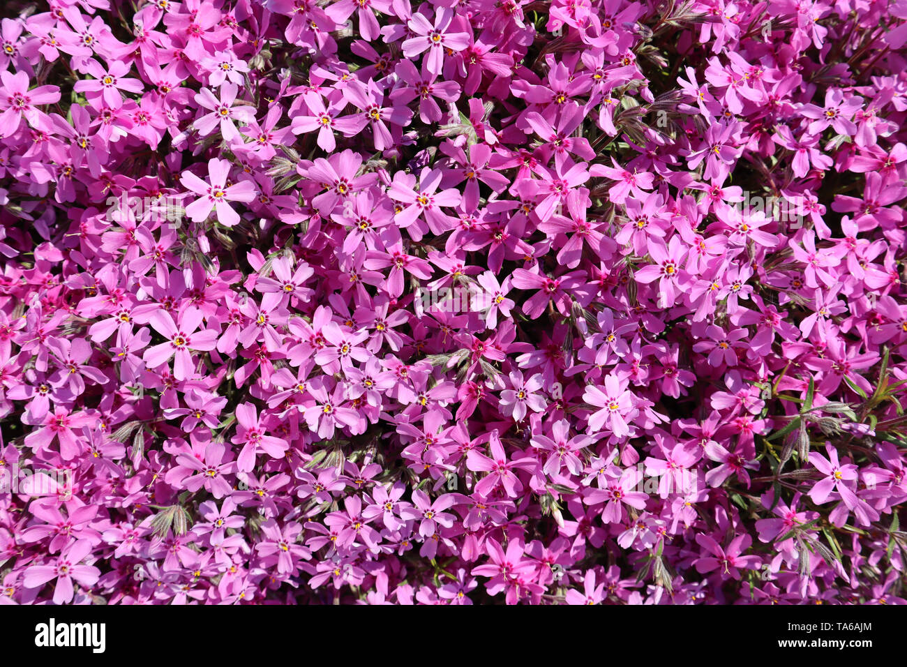 Phlox purple paradise hi-res stock photography and images - Alamy