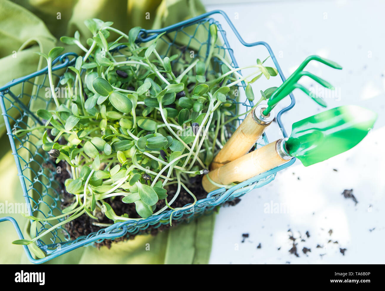 Fresh microgreen on the white background with garden tools Stock Photo ...