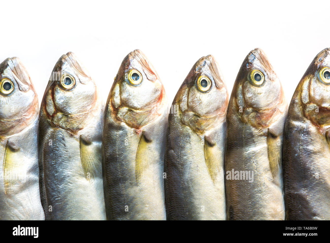 Black sea fresh bluefish on white background. Fish pattern with space ...