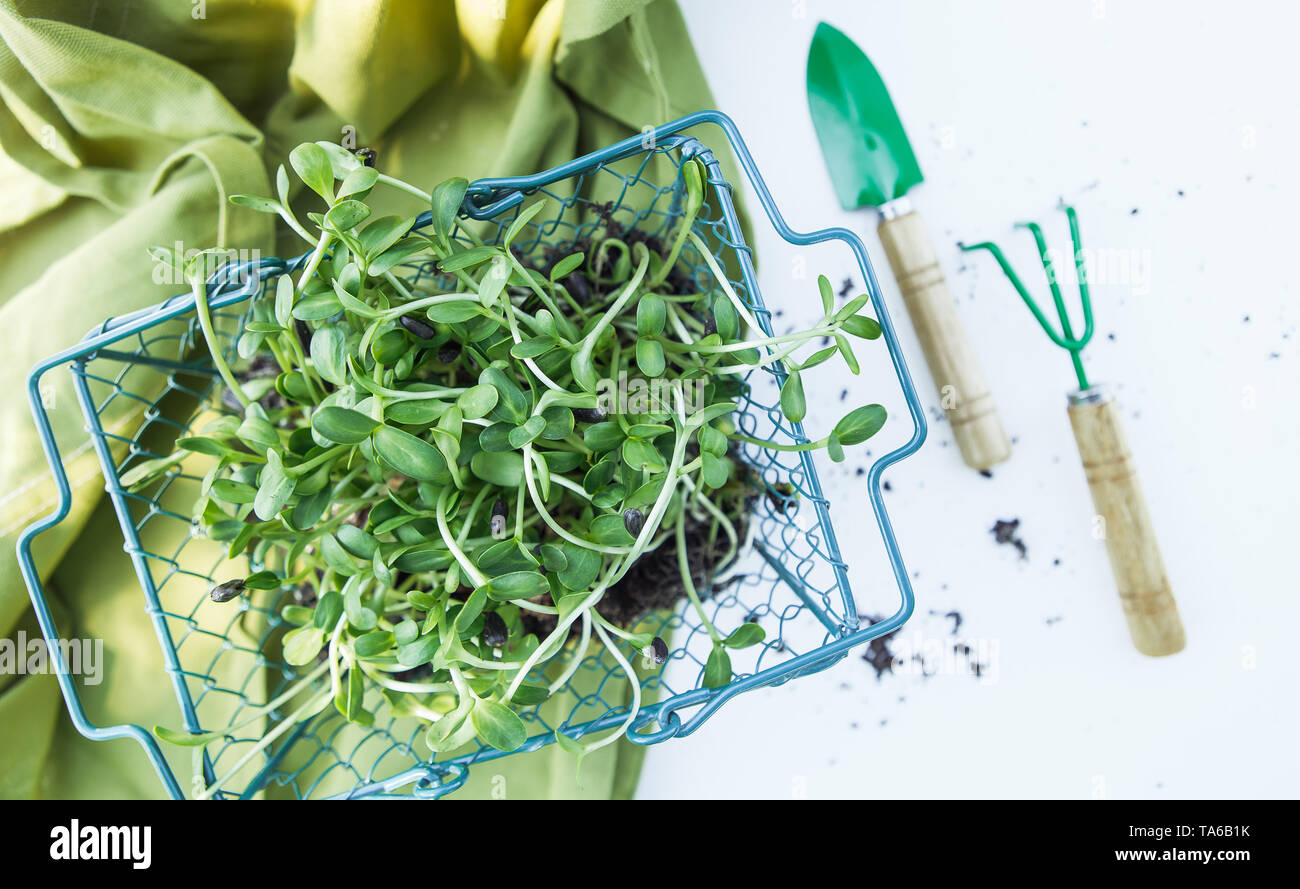 Fresh microgreen on the white background with garden tools Stock Photo ...