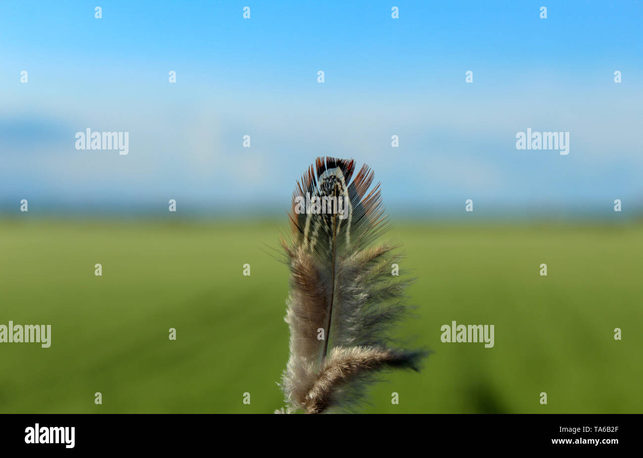 Nice feather hi-res stock photography and images - Alamy