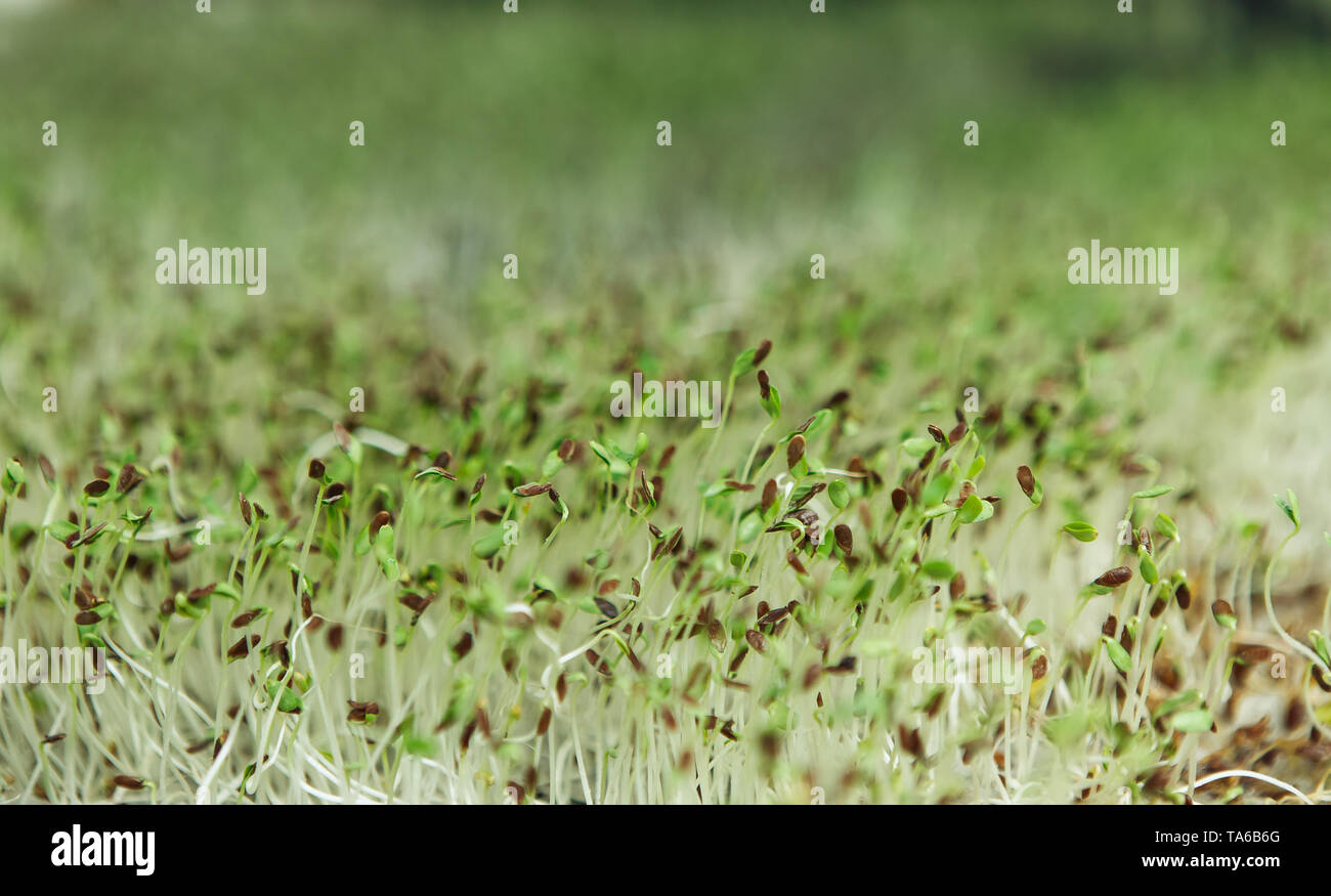Fresh microgreen background in natural light. Natural background Stock ...