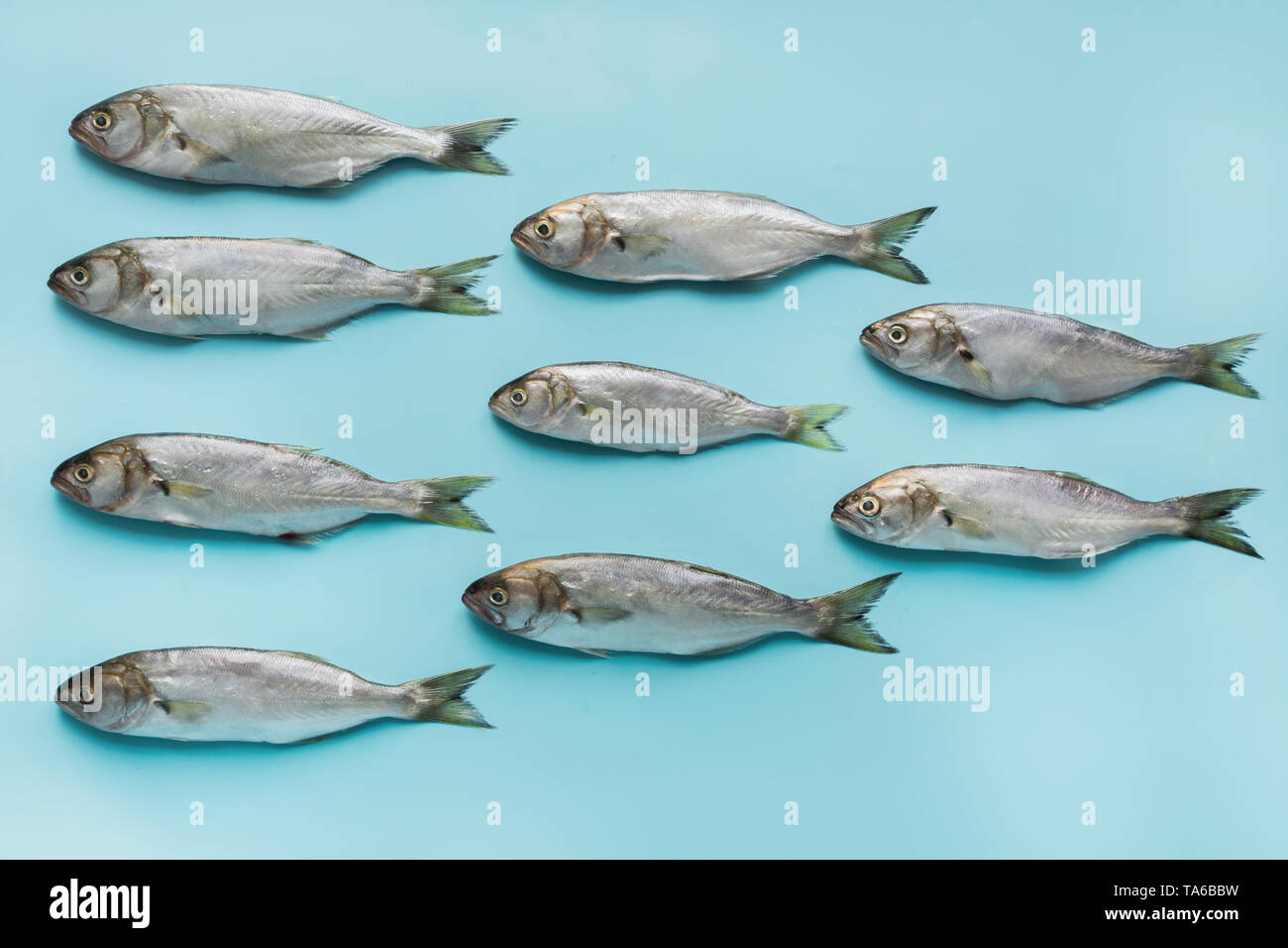 Black sea bluefish on blue background. Fish pattern with space for text ...