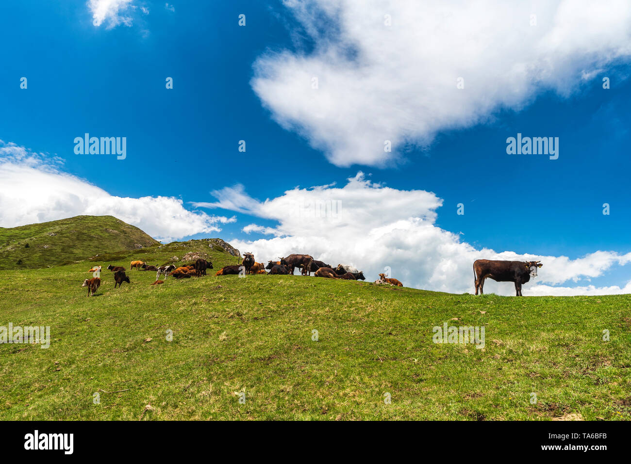Cows spring hi-res stock photography and images - Alamy