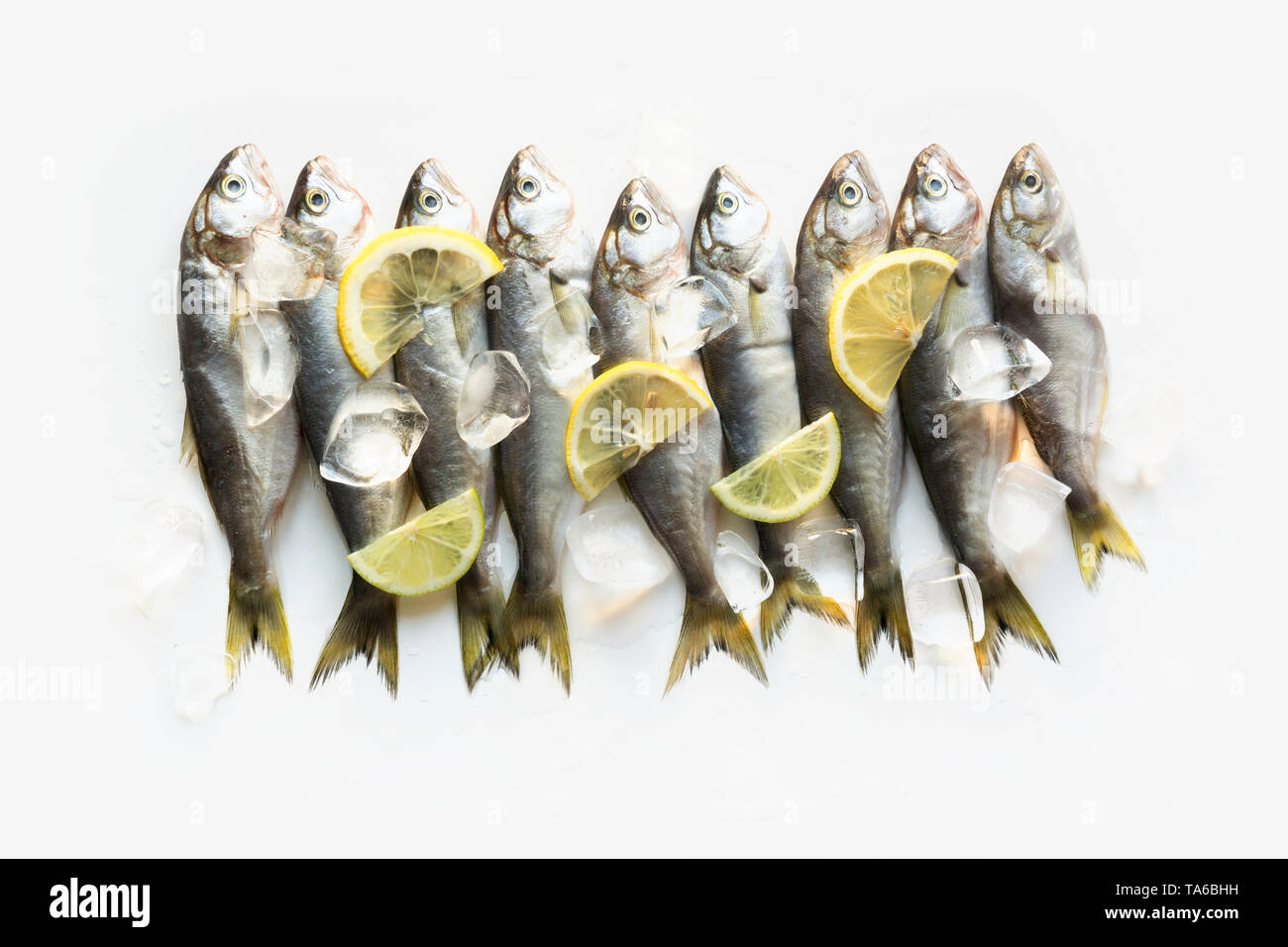 Black sea fresh bluefish on white background. Fish pattern. View from ...