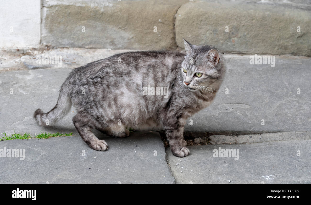 Grey cat in street on gray stone pavement Stock Photo - Alamy