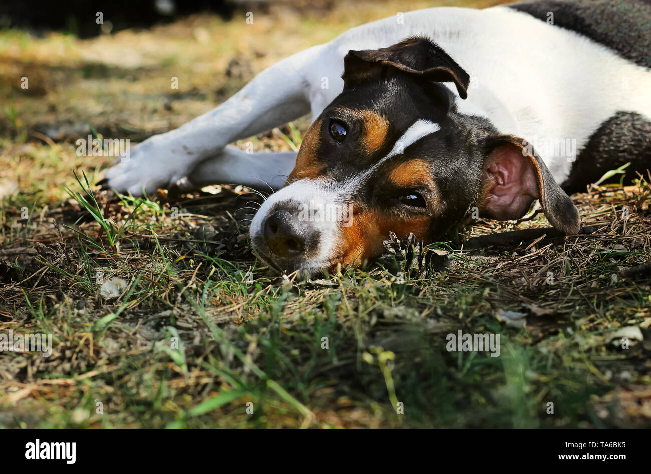 Pedigree fox terrier hi-res stock photography and images - Alamy