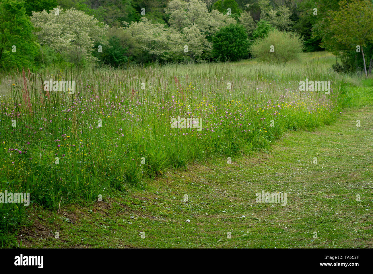 Where lawn meets nature, border with wildflower meadow. Spring season ...