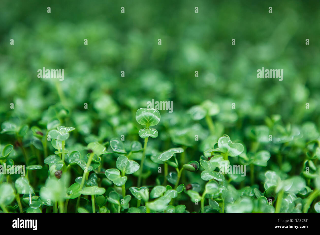 Fresh microgreen background in natural light. Natural background Stock ...