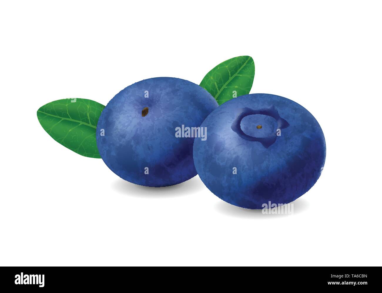 Blueberry isolated on white background. Realistic illustration Stock ...