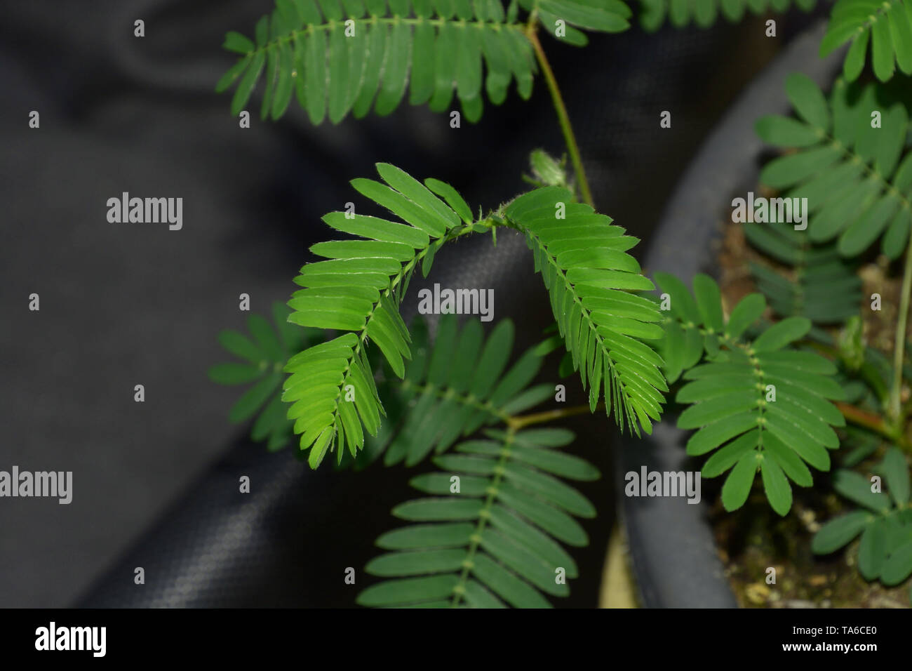 sensitive mimosa pudica or sleepy plant or dormilones or zombie plant ...