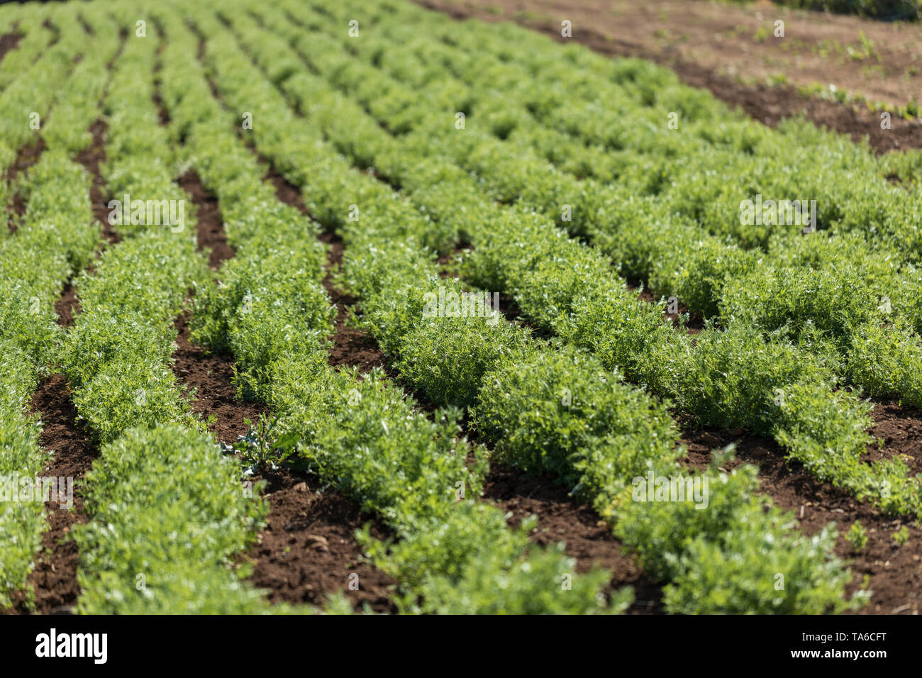 Lentil plant hi-res stock photography and images - Alamy