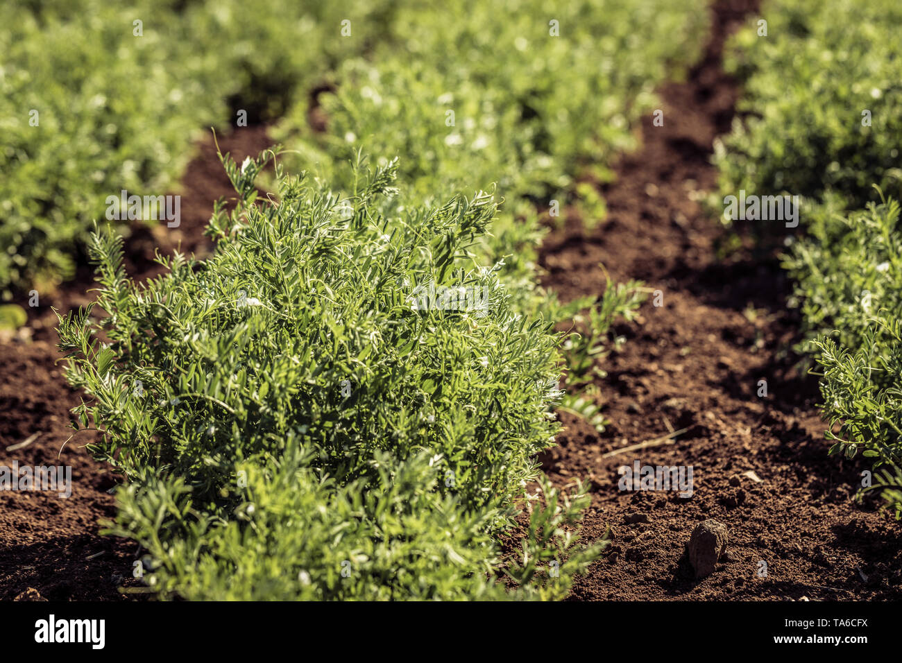 Lentil Plant High Resolution Stock Photography and Images - Alamy