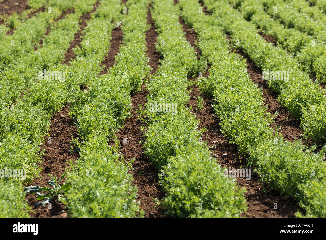 Lentil field hi-res stock photography and images - Alamy