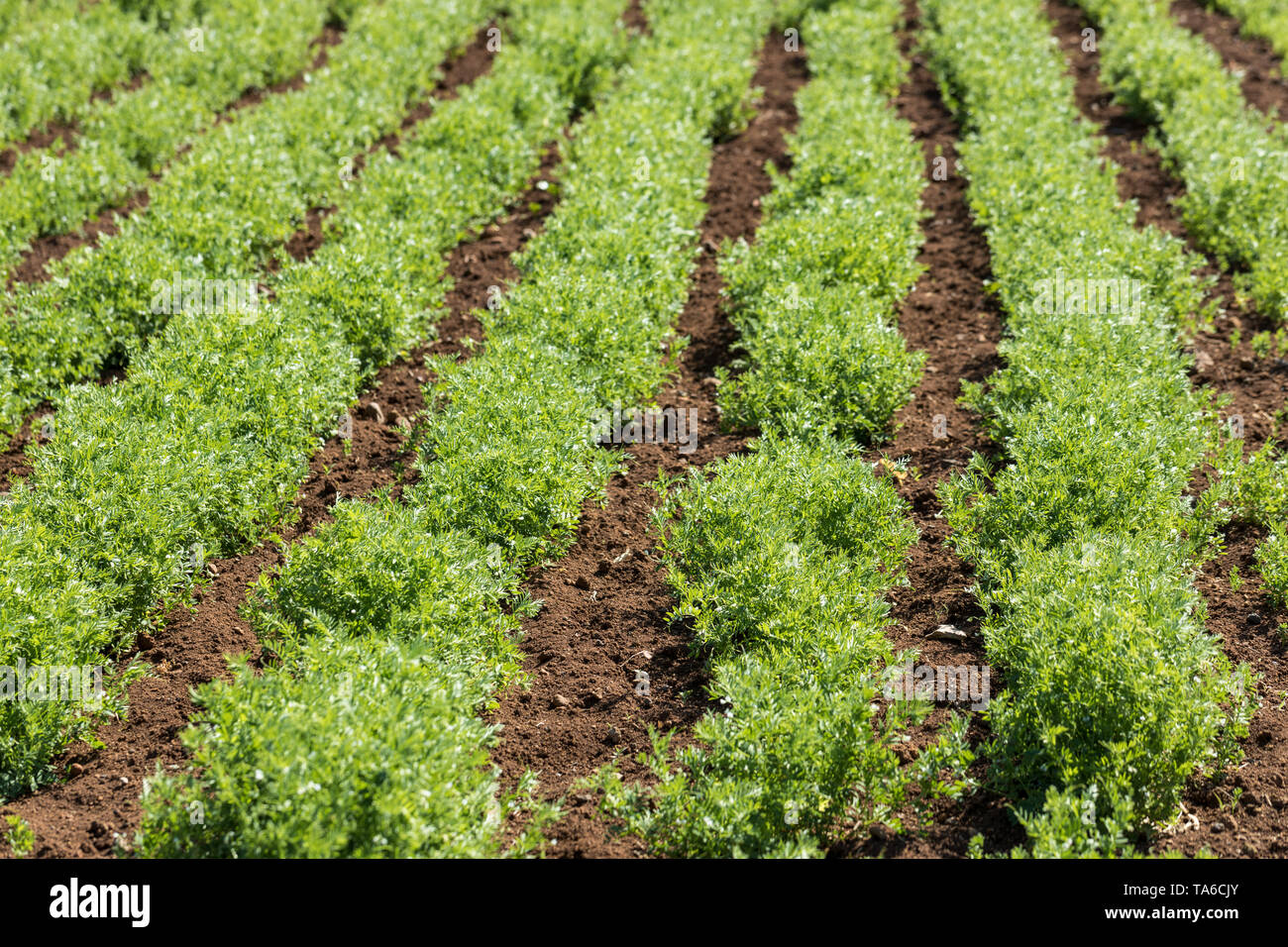 Lentil plant hi-res stock photography and images - Alamy