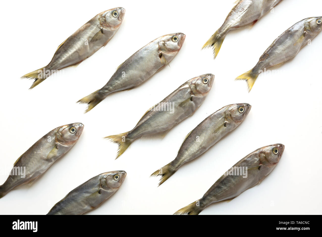 Black sea fresh bluefish on white background. Fish pattern. View from ...