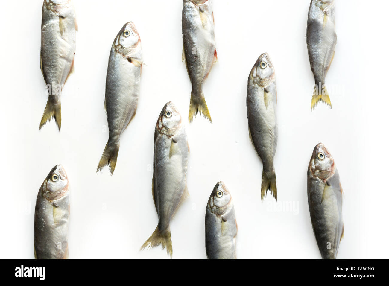 Black sea fresh bluefish on white background. Fish pattern. View from ...