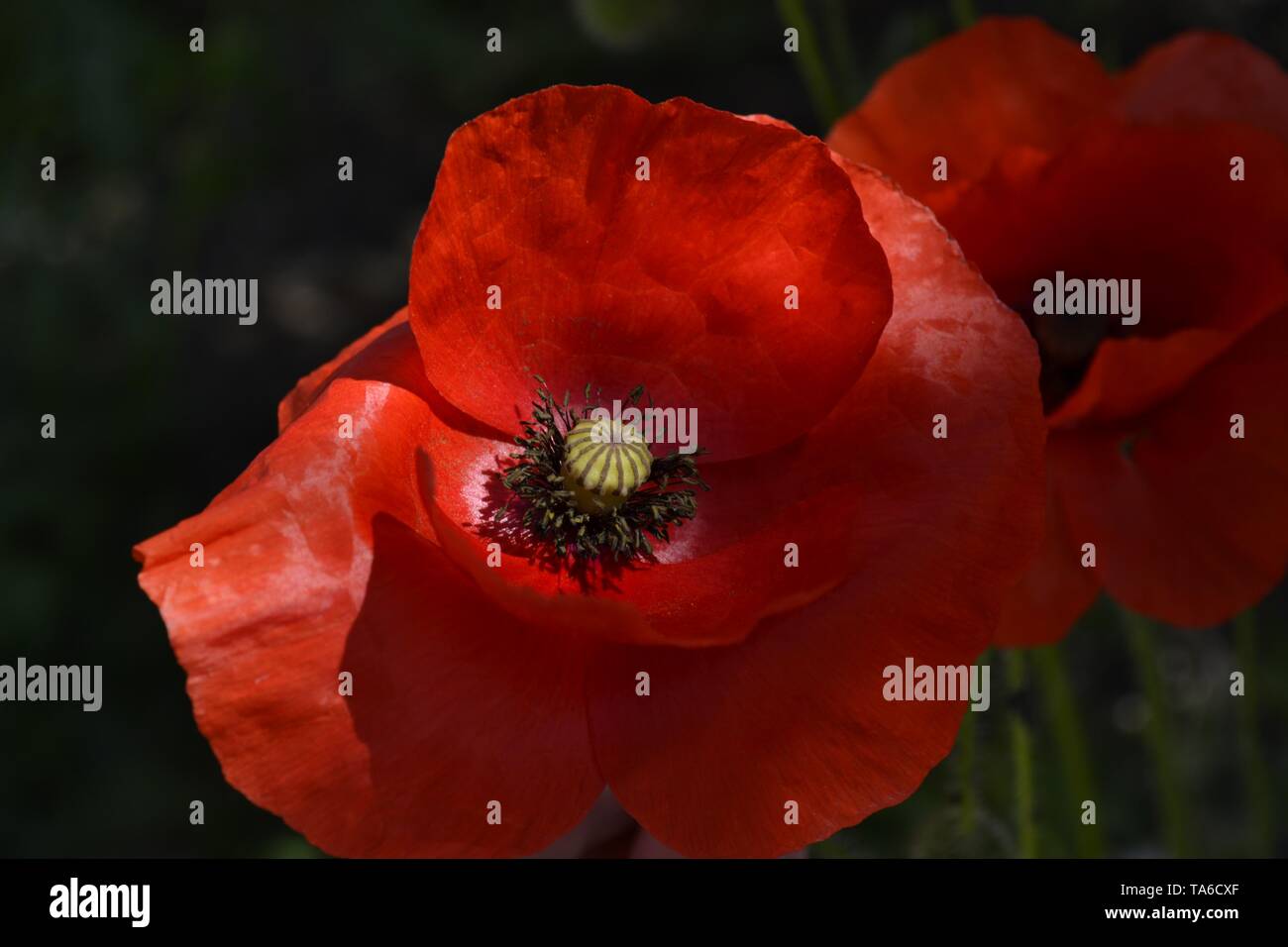 Dead poppy flower hi-res stock photography and images - Alamy