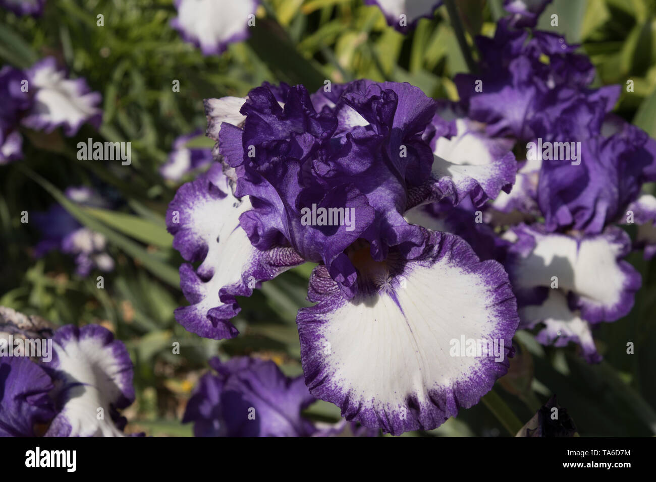 Iris flower at RHS Wisley in Spring Stock Photo - Alamy