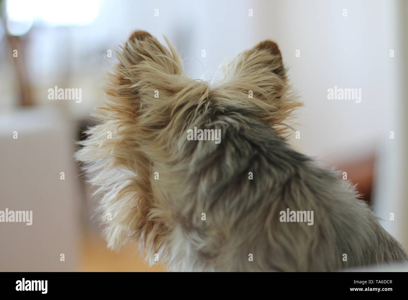 Female yorkshire terrier hi-res stock photography and images - Alamy