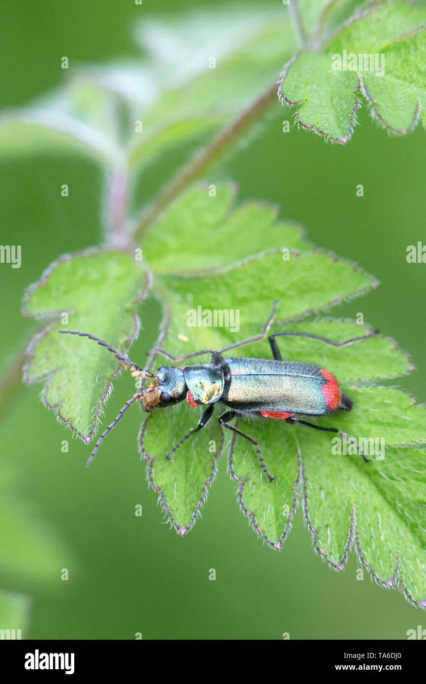 Red-tipped Flower Beetles (Malachius bipustulatus Stock Photo - Alamy