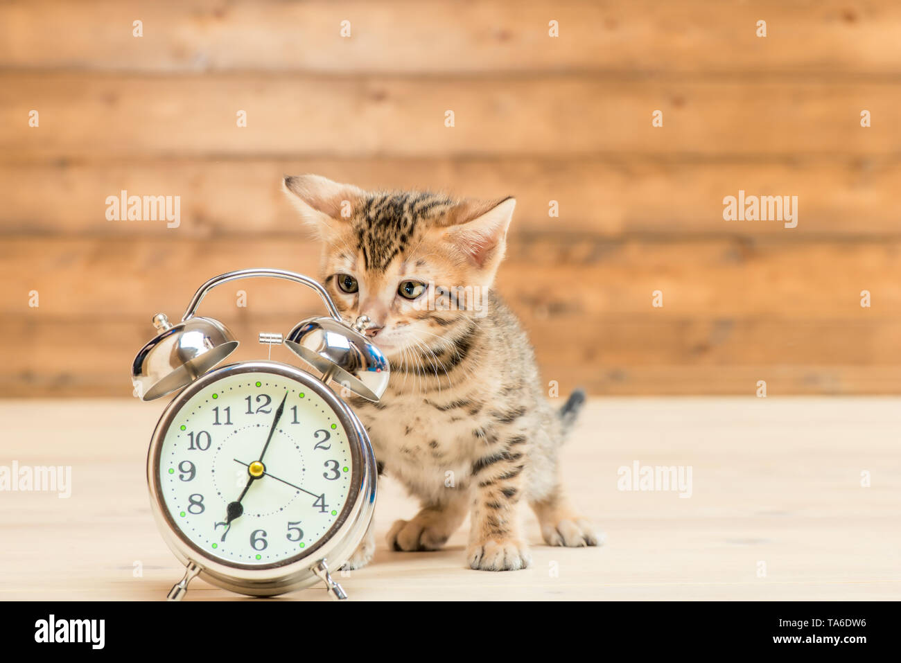 retro alarm clock that shows 7 o'clock and a kitten of the Bengal breed ...