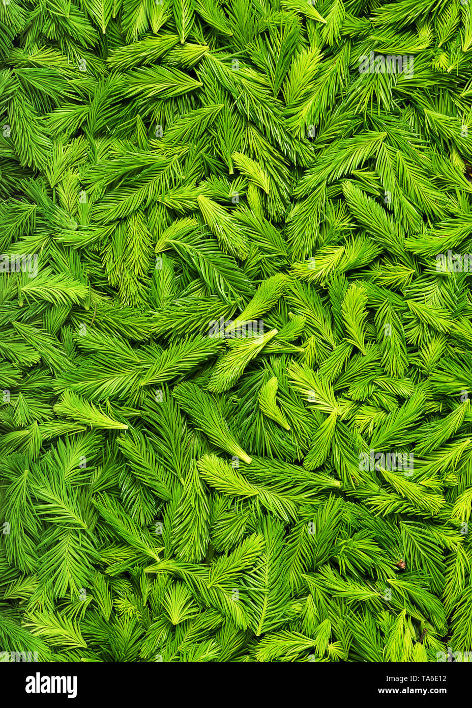 Fresh picked green spruce shoots. Nature background Stock Photo - Alamy