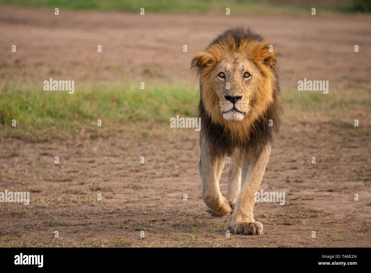 Simba and scar hi-res stock photography and images - Alamy