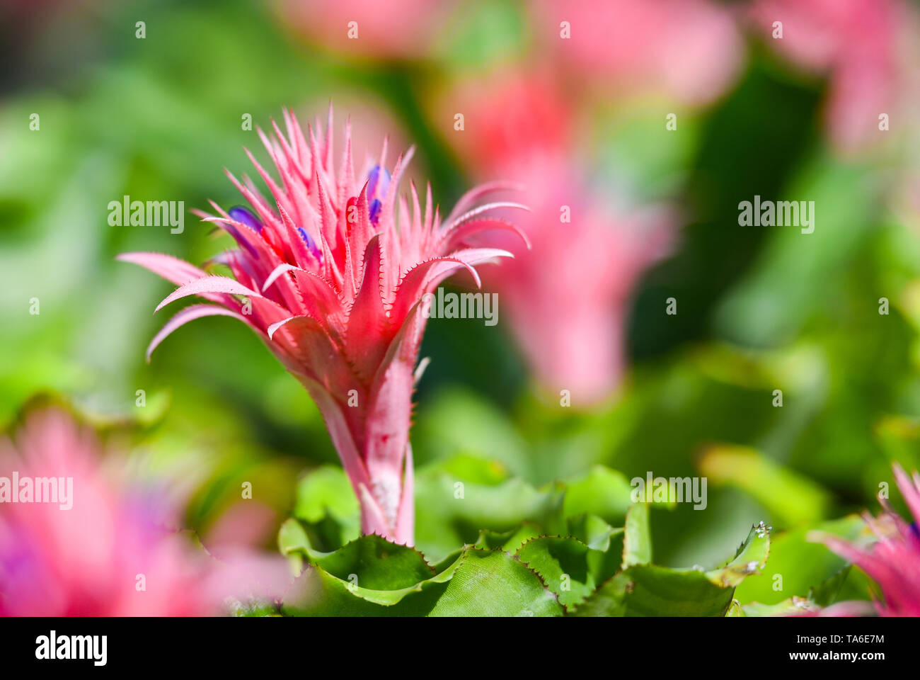 Pink bromeliad flower in garden nursery on pink and green plants blur ...