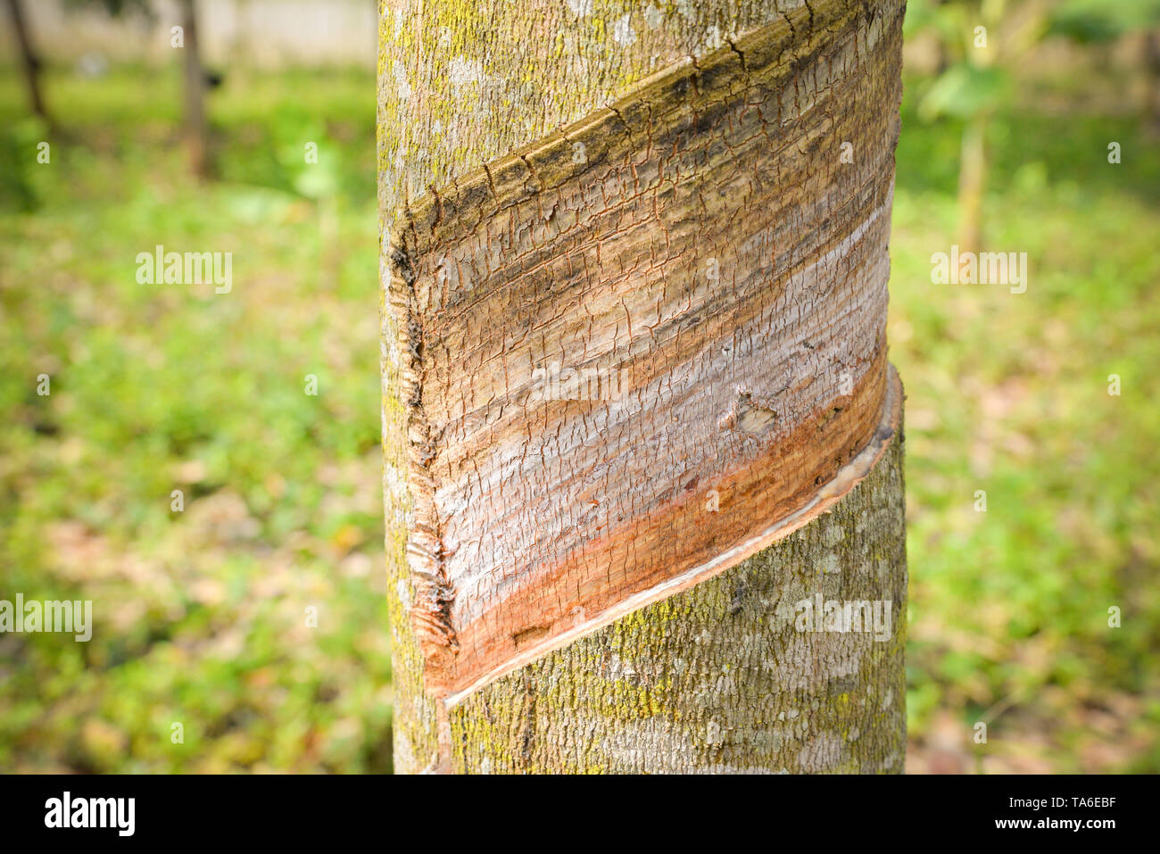 Rubber trees cut for natural latex on rubber tree plantation field ...