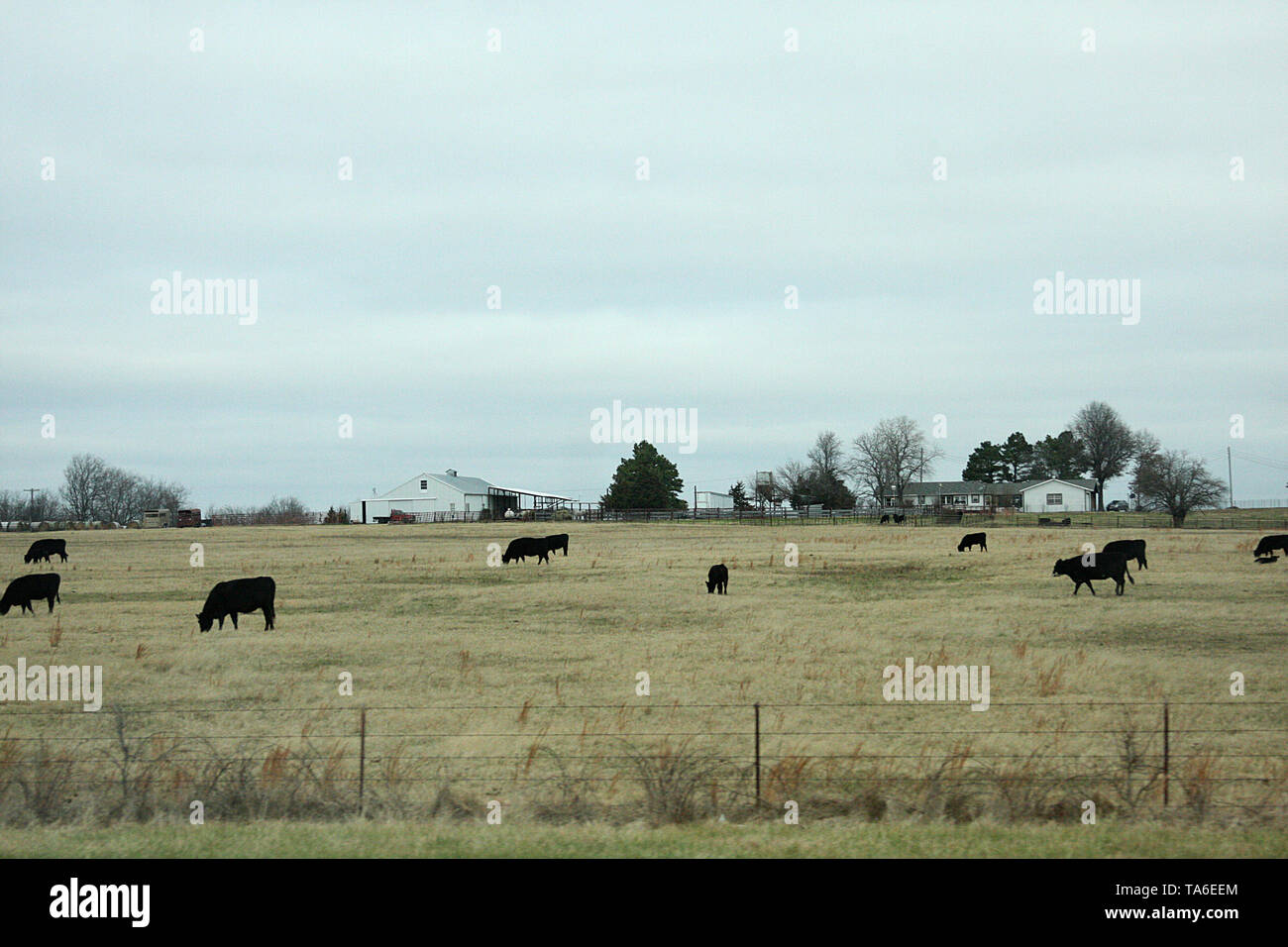 Cattle farm in Oklahoma, USA Stock Photo - Alamy