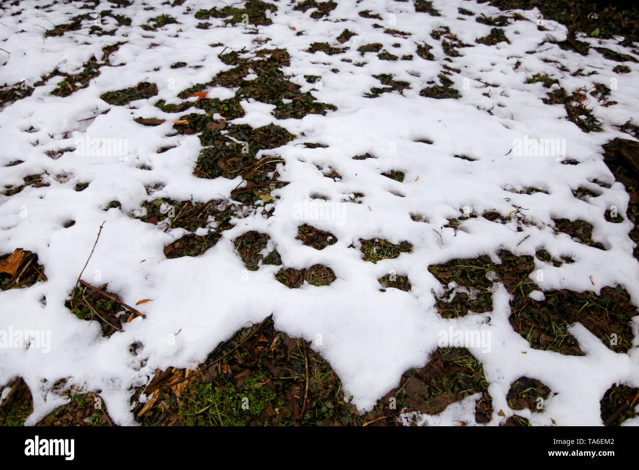 Woodland and forest ground covered with layer of snow. close up. Part ...