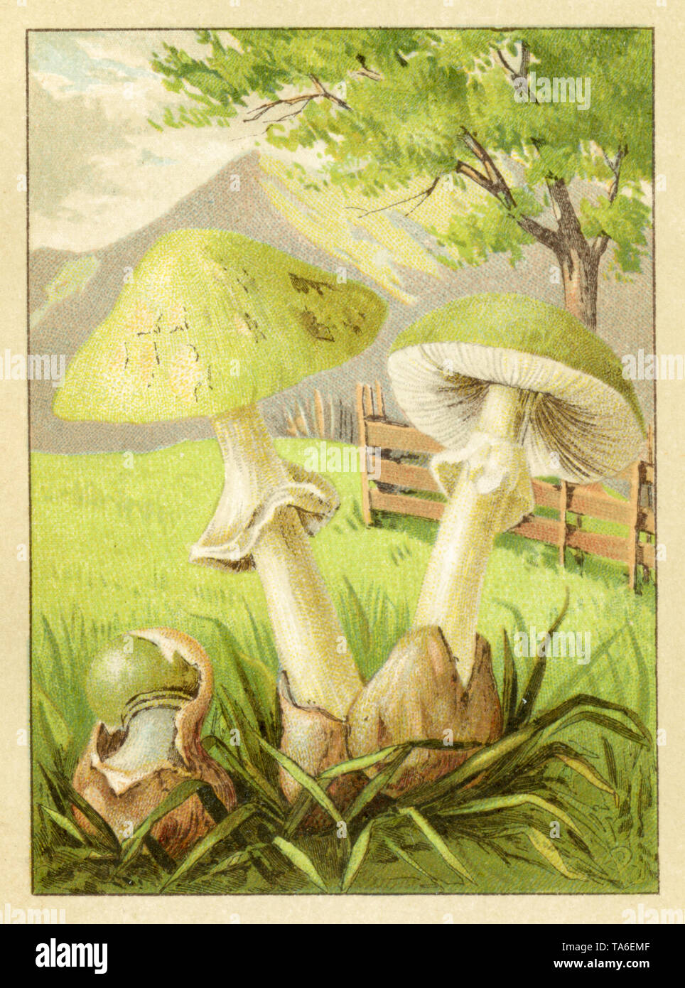death cap Amanita phalloides, (identification book, 1917 Stock Photo ...