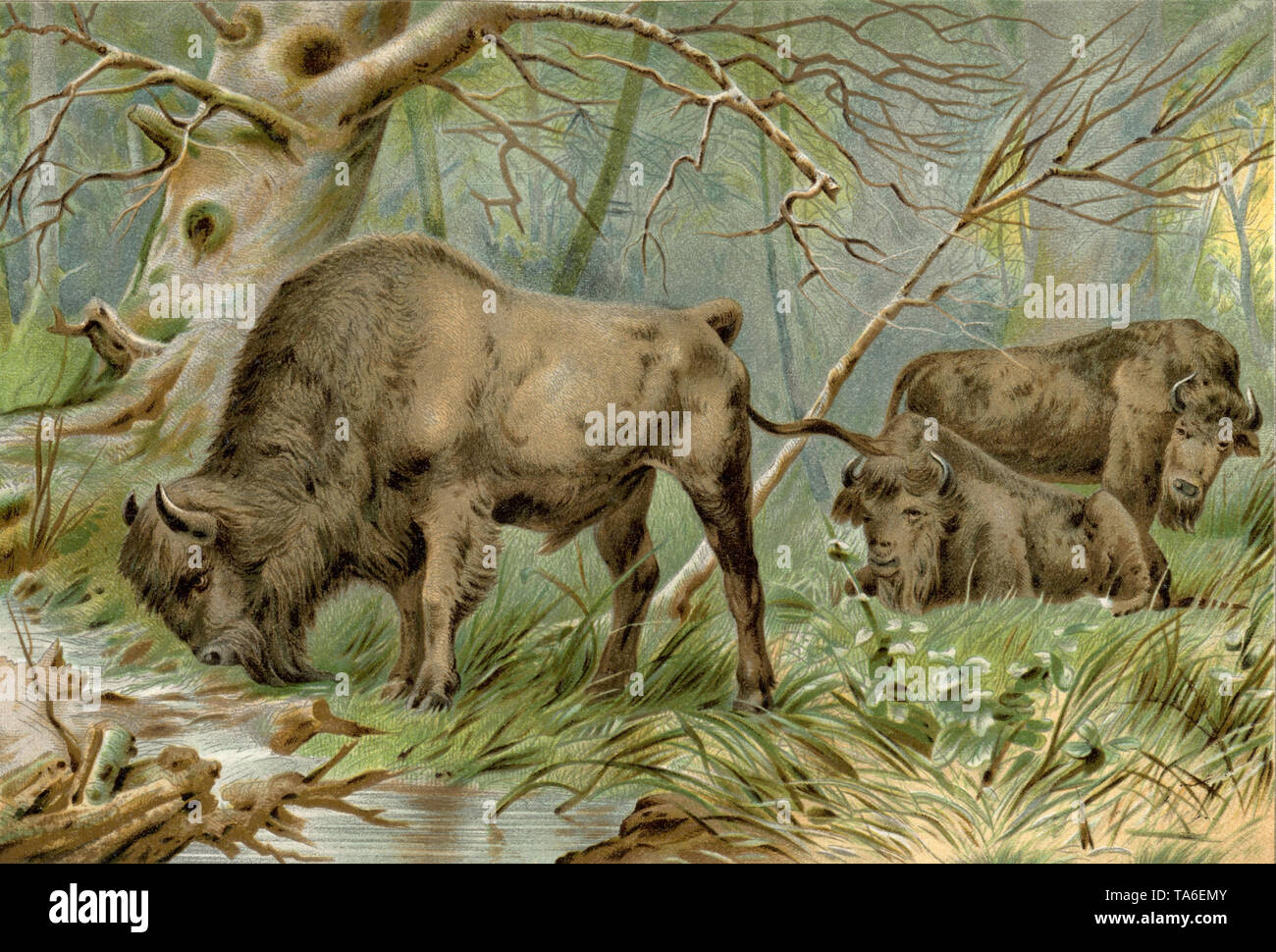 Bisons (European bison) in the forest , (encyclopedia, 1898 Stock Photo ...