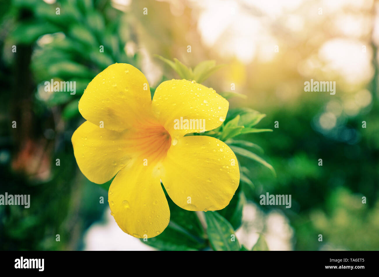 Allamanda flower / vintage color yellow flower allamanda on tree in the ...