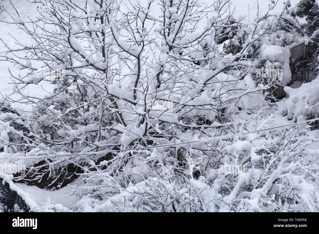 View of winter landscape and trees covered with big snow layer, nature ...