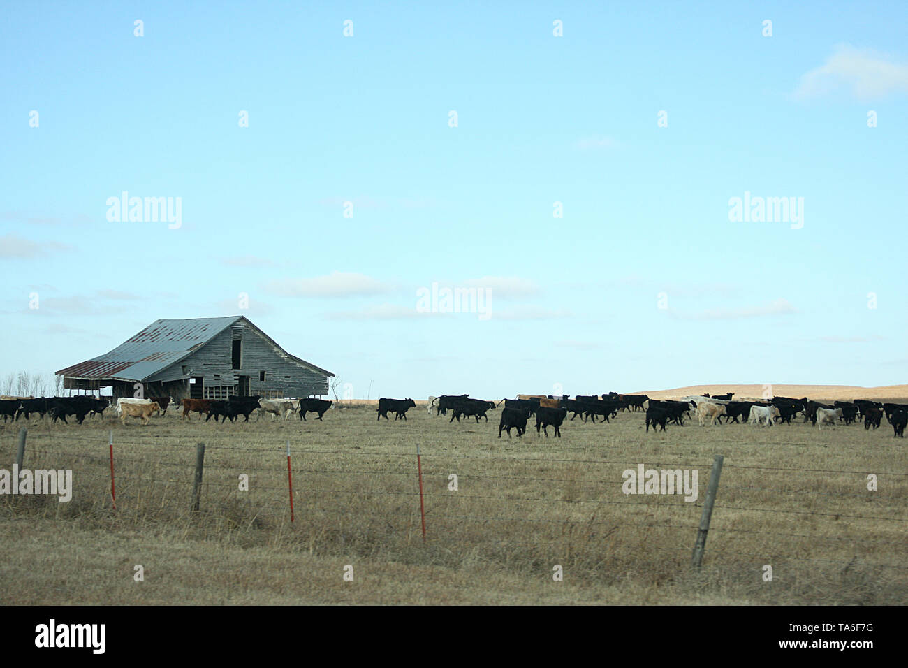 Oklahoma Cattle High Resolution Stock Photography and Images - Alamy