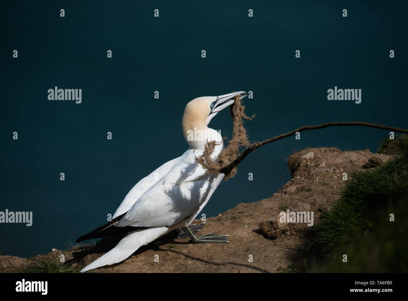 Gannets at RSPB Bempton Cliffs Stock Photo - Alamy