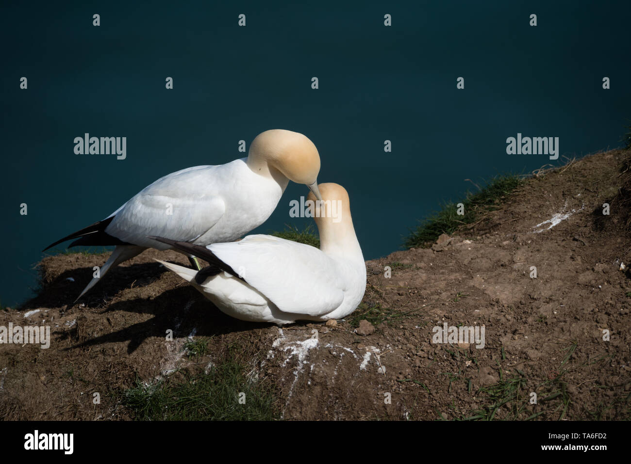 Gannets at RSPB Bempton Cliffs Stock Photo - Alamy