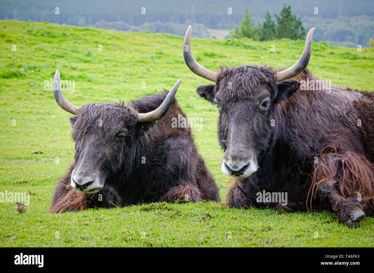 A resting domestic Yak (Bos grunniens Stock Photo - Alamy